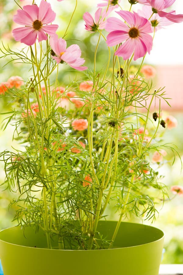 Cosmos flowers stock image. Image of green, autumn, white - 87065613