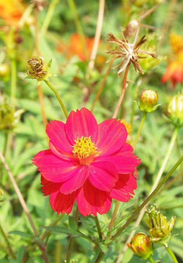 Cosmos Flowers stock photo. Image of isolated, colorful - 67889930