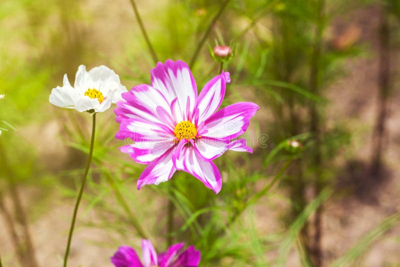 Cosmos Flowers on Spring Background Stock Image - Image of flora ...