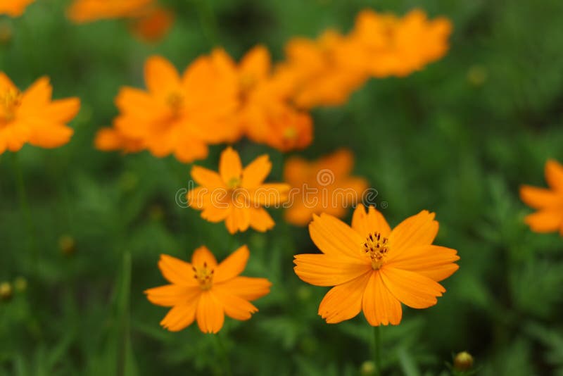 Cosmos flowers stock photo. Image of blue, abstract, drawing - 98479200