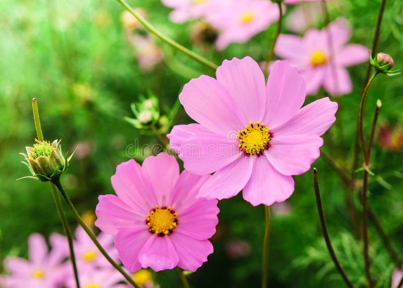 Cosmos flowers stock photo. Image of detail, landscape - 65111724