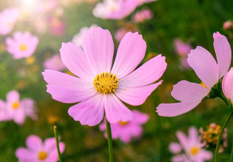 Cosmos flowers stock photo. Image of golden, botany, garden - 65111820