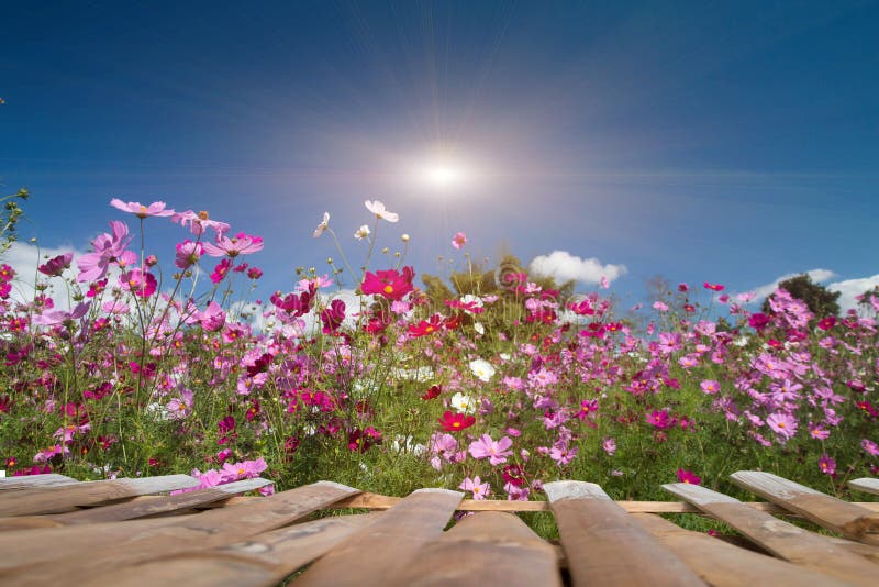Cosmos Flowers with Sunlight Stock Image - Image of season ...