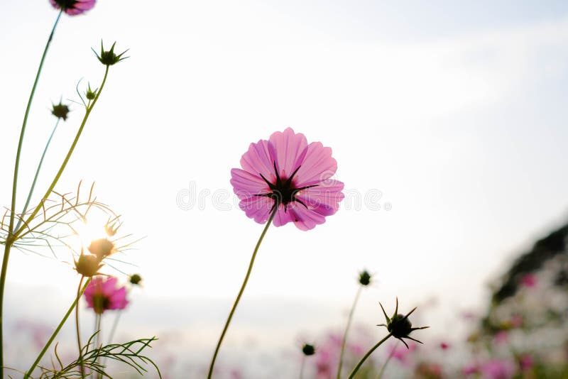 Cosmos Flowers Taken from Behind by a Backdrop of Sky. Stock Photo ...