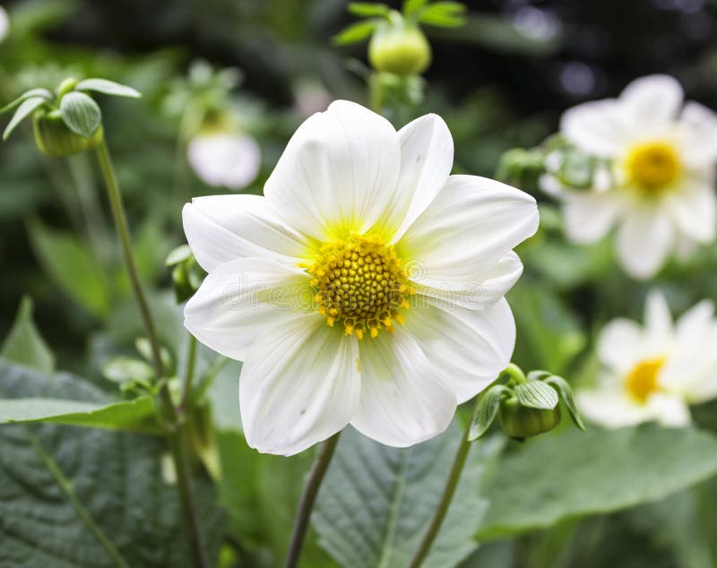Cosmos flowers stock image. Image of epraprigg, alabaster - 52566895