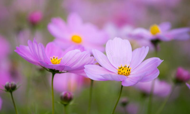 The Cosmos in Full Bloom in the Sun Stock Photo - Image of wildflower ...