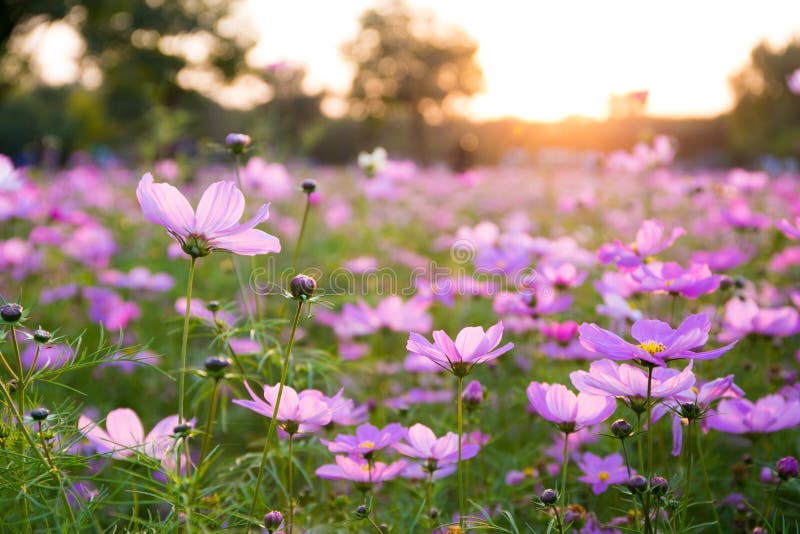 The Cosmos in Full Bloom in the Sun Stock Photo - Image of purple ...