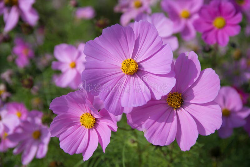 The Cosmos in Full Bloom in the Sun Stock Photo - Image of plant ...