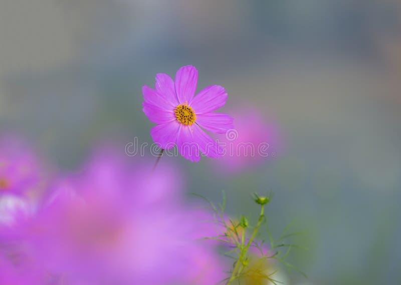Cosmos is a Genus, with the Same Common Name of Cosmos Stock Photo ...