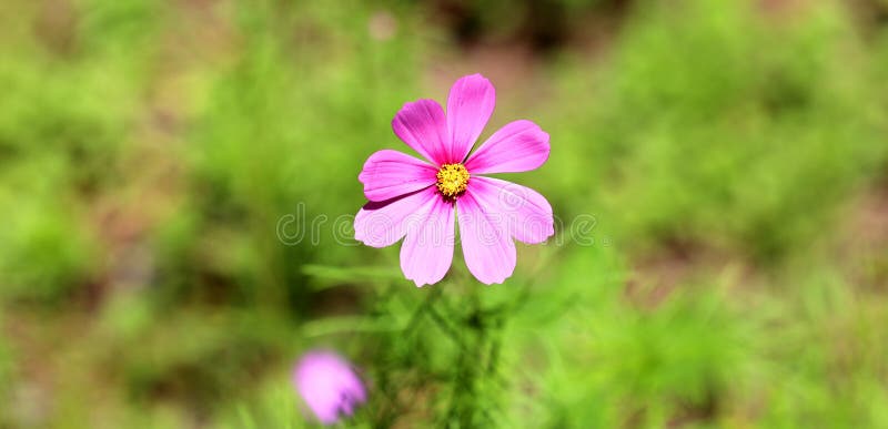 Cosmos is a Genus, with the Same Common Name of Cosmos, Stock Image ...