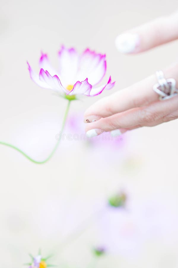 Cosmos and Hand stock photo. Image of pink, floral, flower - 114255396