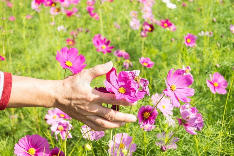 Cosmos in hand stock photo. Image of hand, summer, plant - 48846690