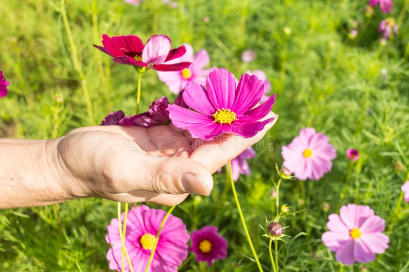 Cosmos in hand stock image. Image of flower, travel, summer - 48846813