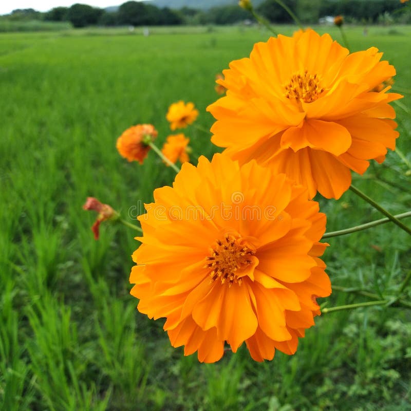 Cosmos for life stock photo. Image of prairie, nature - 197919570