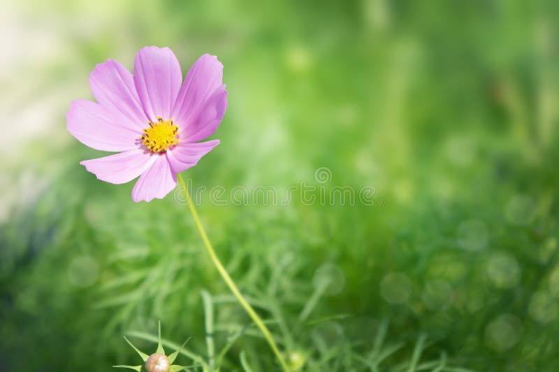 Cosmos Plant on Blurred Green Meadow Background. Copy Space Stock Image ...