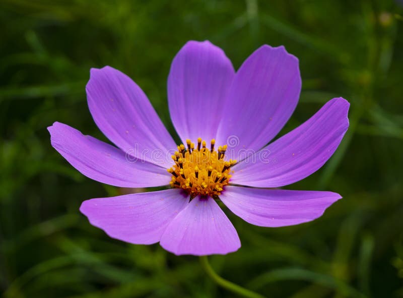 Cosmos in Rays of Setting Sun Stock Photo - Image of summer, rays ...