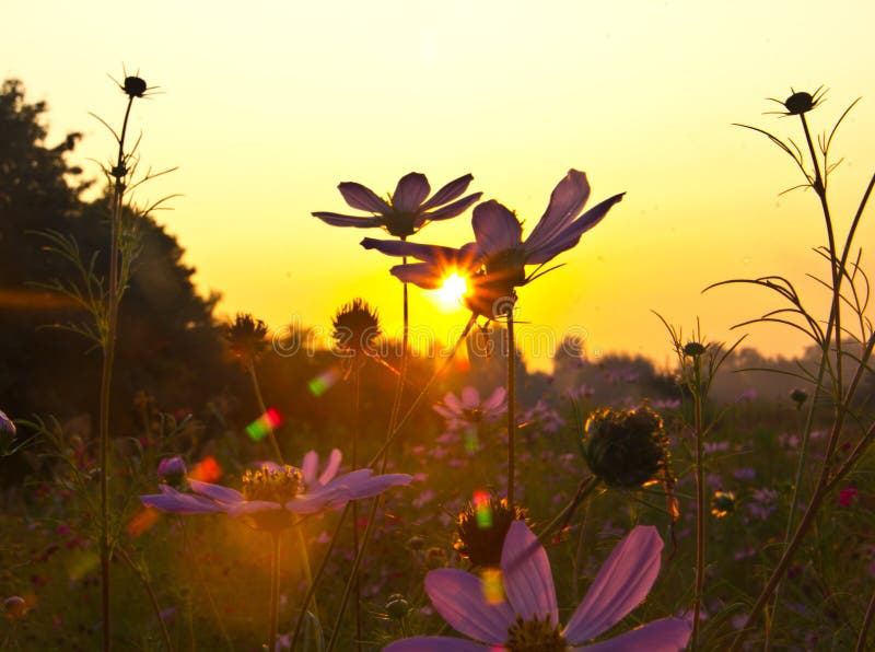 Cosmos in Rays of Setting Sun Stock Image - Image of light, cosmos ...