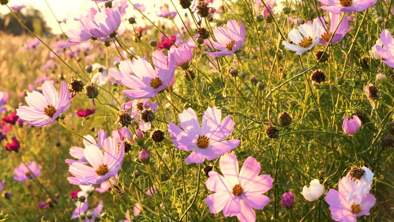 Cosmos in Rays of Setting Sun. Stock Footage - Video of grass, macro ...