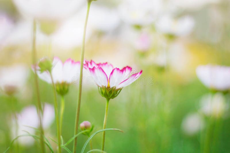 Cosmos with Refreshing at Nature. Stock Photo - Image of gardening ...