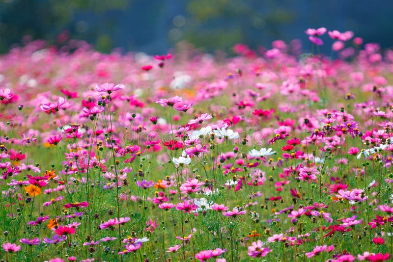 Cosmos, Rose De Cosmos, Fleur De Cosmos, Fleur Photo stock - Image du ...