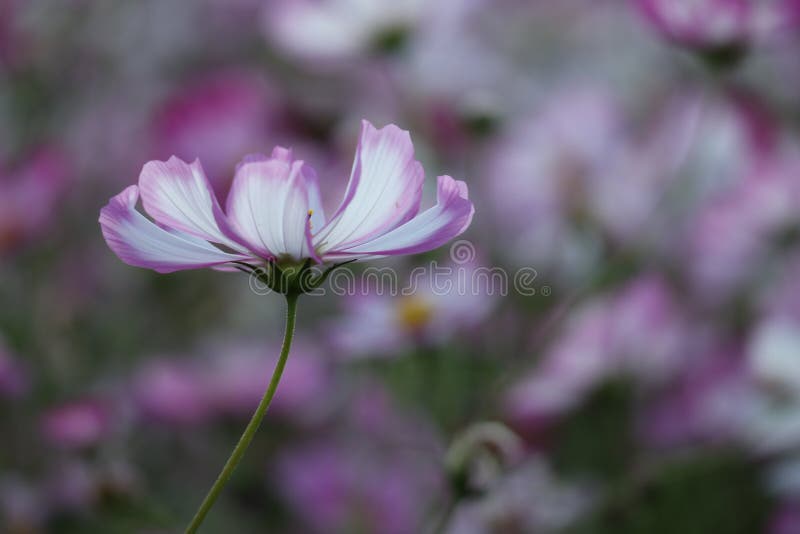 Cosmos stock photo. Image of white, view, green, garden - 263688398