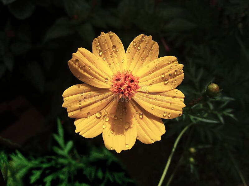 Cosmos Sulphureus Cav Flower Stock Image - Image of garden, cosmos ...