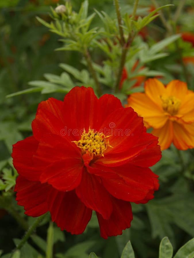 Cosmos Sulphureus Cosmic Red 07 Stock Photo - Image of petals, flower ...