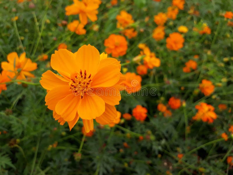 Cosmos sulphureus stock image. Image of orange, outdoors - 82975627
