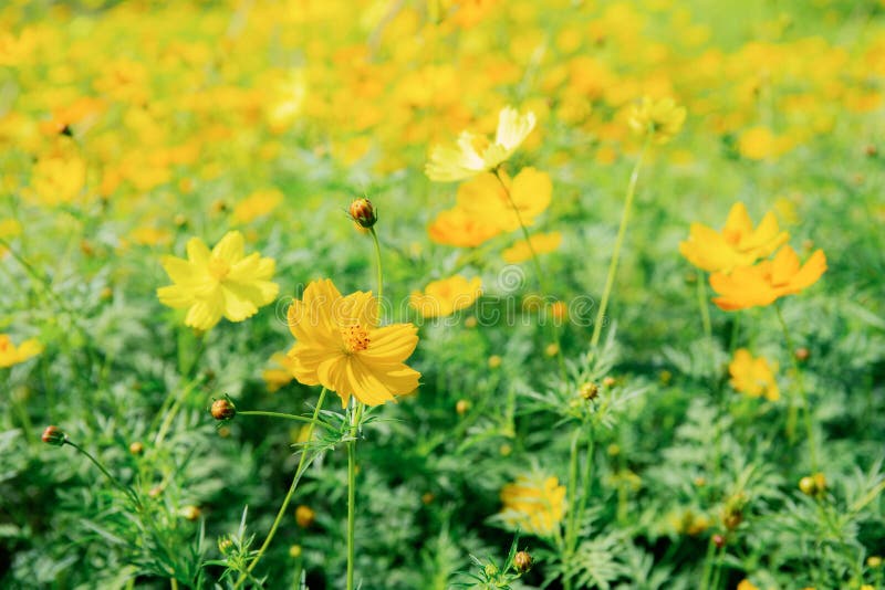 Cosmos in Summer of Thailand Stock Photo - Image of colorful, blooming ...