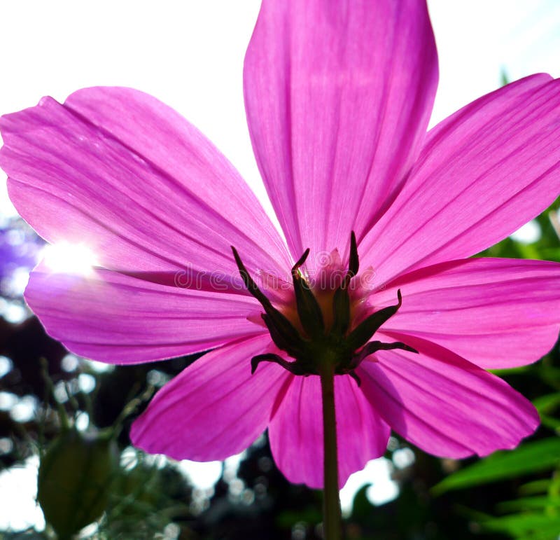 Cosmos and the sunlight stock image. Image of sunshine - 14902077