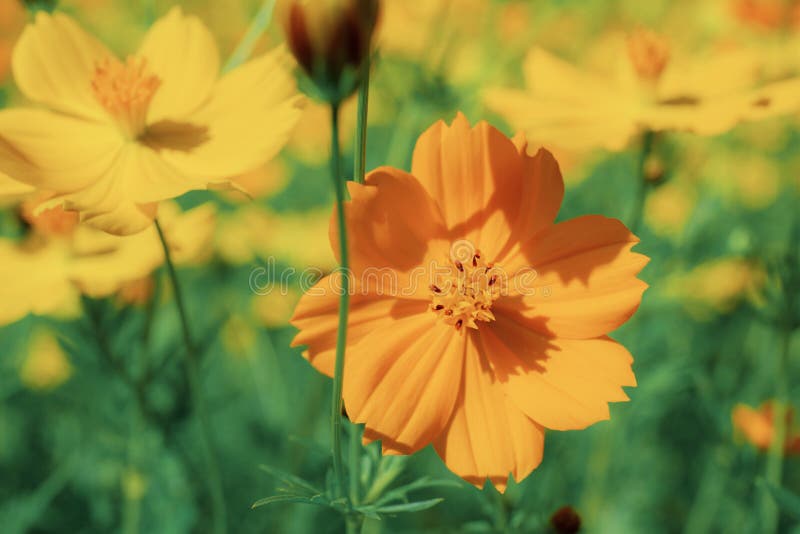 Cosmos with sunlight stock photo. Image of autumn, fresh - 137170824