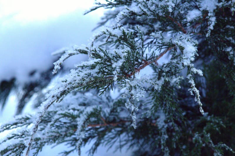Cossack Juniper on a Cold Winter Morning Stock Image - Image of juniper ...