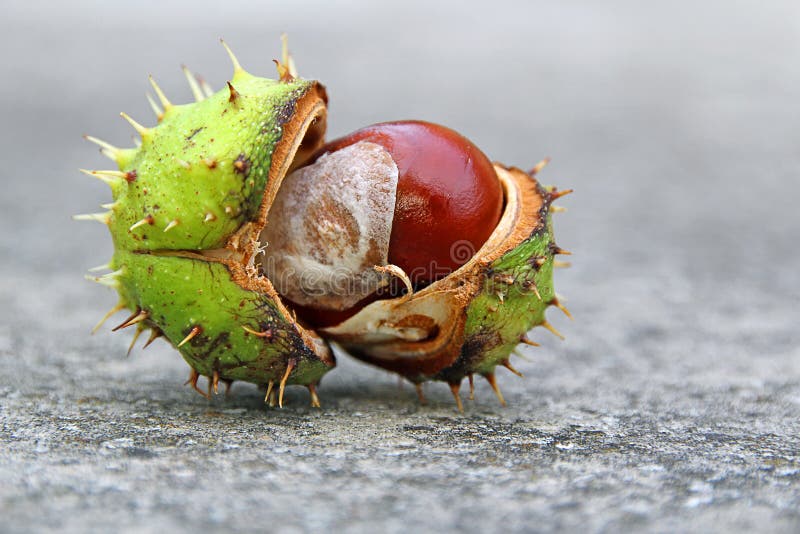 Graines D Arbre De Marron Photos Stock - Téléchargez 166 Photos libres ...
