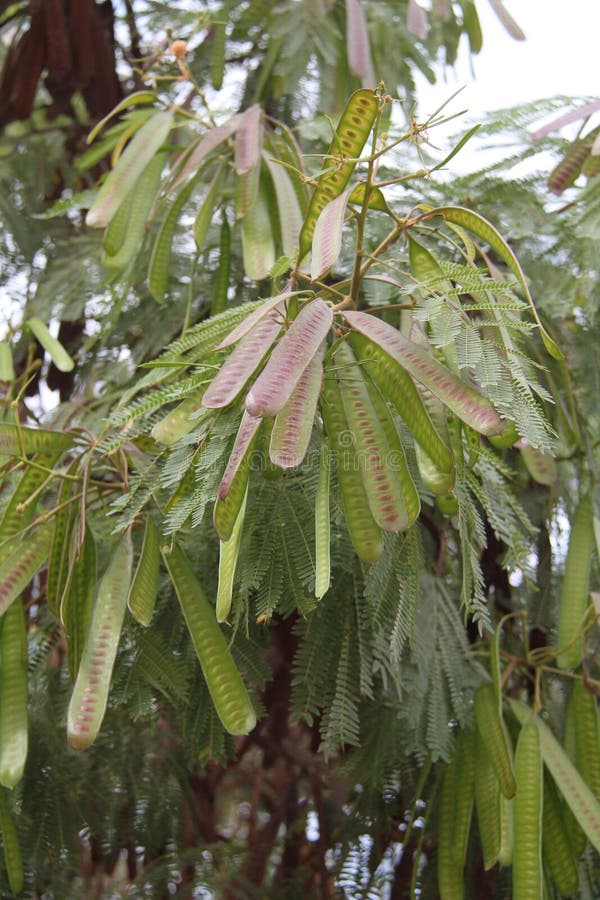 Graine d'arbre image stock. Image du arbre, graine - 9637703