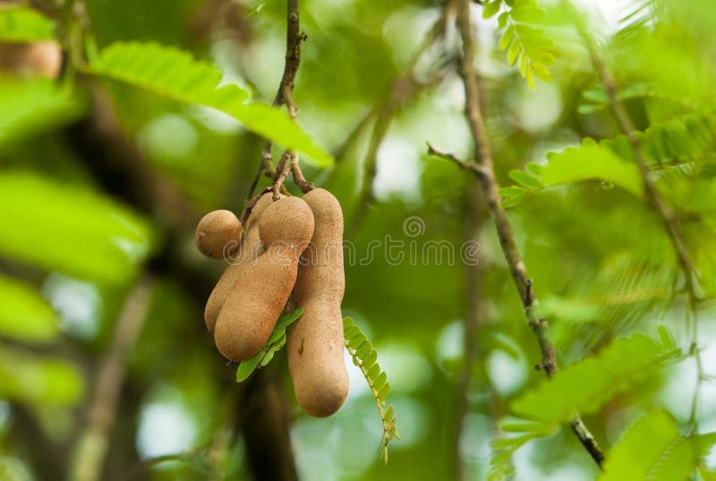 Cosses De Tamarinier Dans Son Arbre Image stock - Image du coup ...