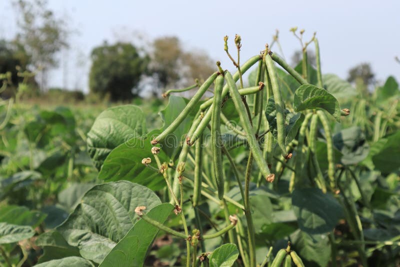 Cosses Mûres De Plante De Haricot Commune Image stock - Image du ...