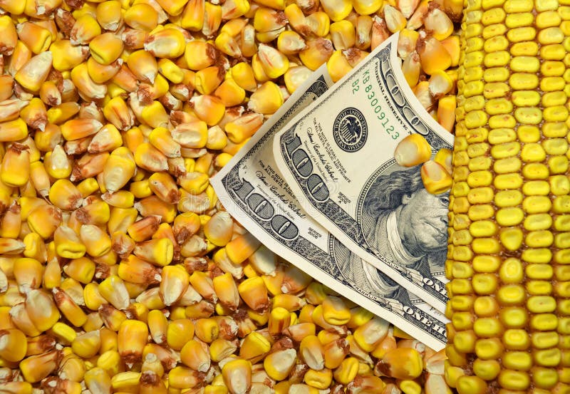Cash Corn Crop III stock image. Image of agribusiness - 5073875