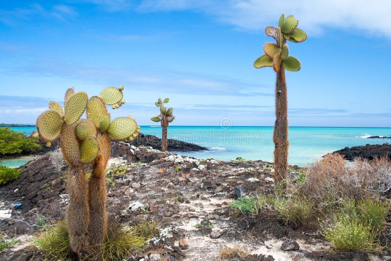 Línea De La Playa Parque Nacional De La Isla De Rabida, Las Islas ...