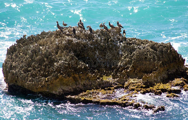 Costa de ponce puerto rico imagen de archivo. Imagen de shorebirds ...