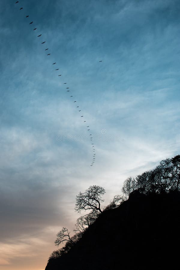 Costa rica beach birds stock image. Image of love, puertoescondido ...