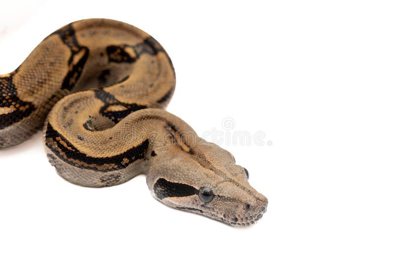 Costa Rica Boa Constrictor Isolated on White Background - Exotic ...
