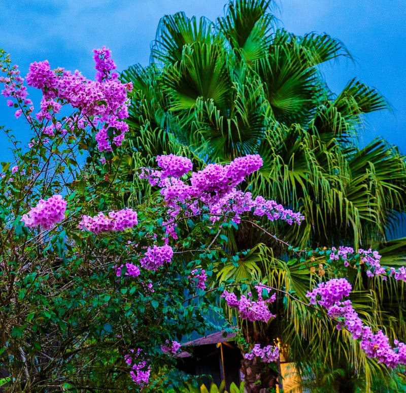 Costa Rica Flora foto de archivo. Imagen de rojo, gorse - 92307058