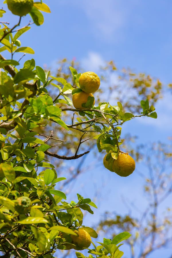 Costa Rica Lemons on the Tree Stock Image - Image of america, forest ...