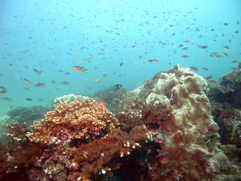 Costa Rica Reef Life imagem de stock. Imagem de estrela - 97380511