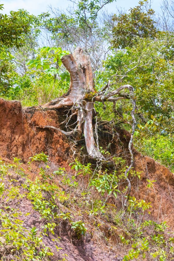 Costa Rica Roots of a Cut Tree Stock Image - Image of lush, park: 189604907
