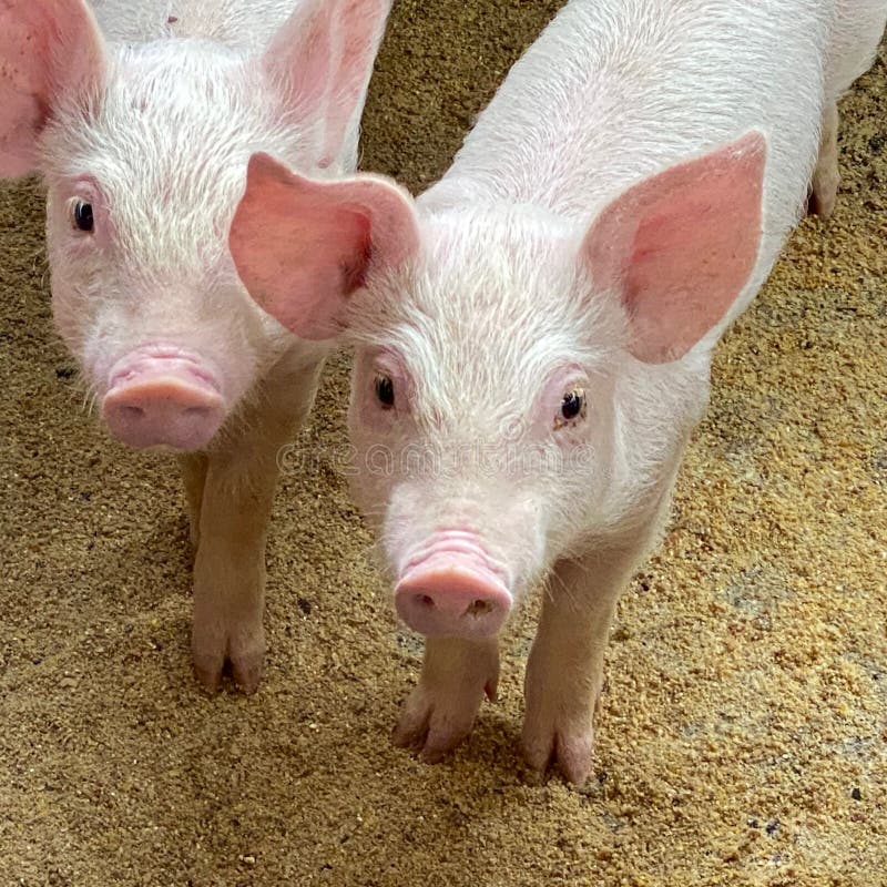 Two Cutest Piglets Growing Fat in the Farm in Costa Rica Stock Image ...