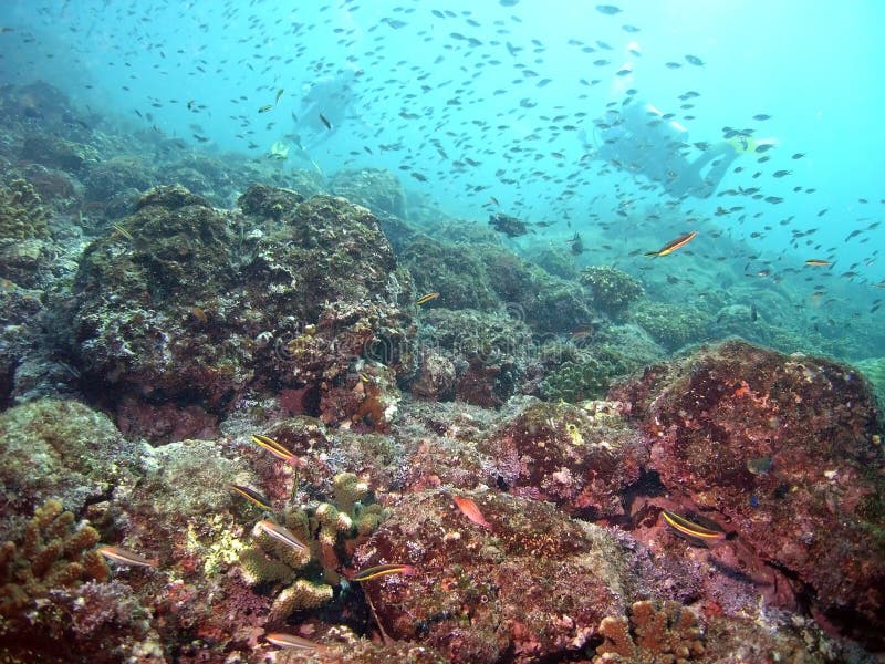 Costa Rica Vibrant Reef Life Foto de archivo - Imagen de coral, genio ...
