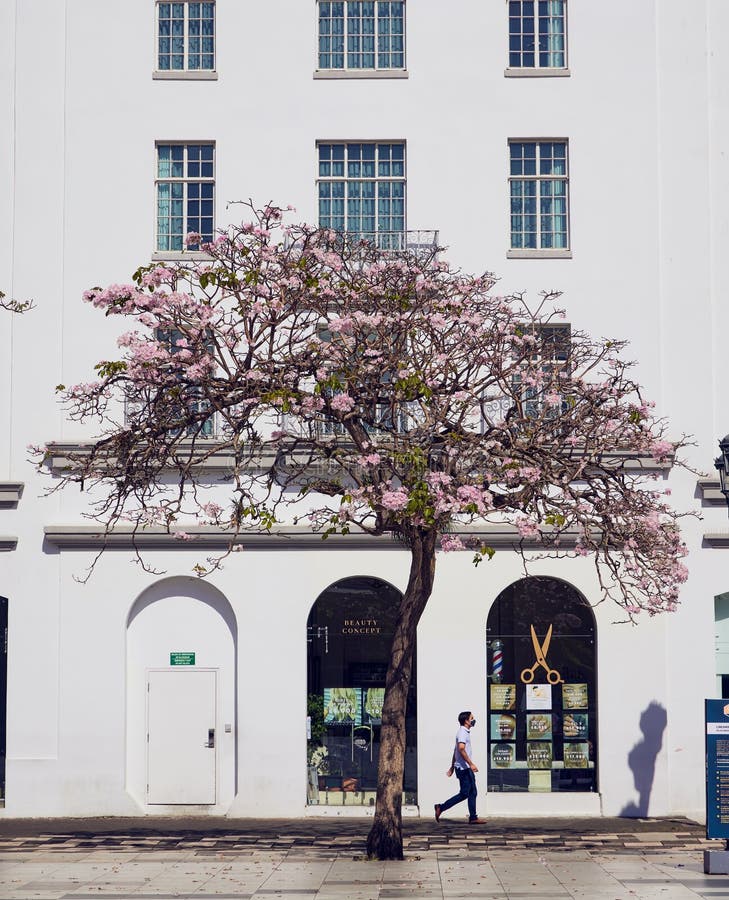 Costa Rican Barber Shop with Blooming Trees Outside Editorial Image ...