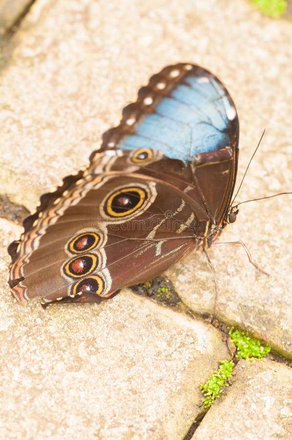 Costa Rican butterfly stock photo. Image of beautiful - 46426526