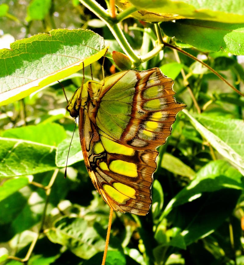 Costa Rican butterfly stock image. Image of leaves, brown - 44892695